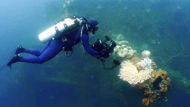 Watch Blue World Sharks at Palau's Blue Corner + Ocean Cave Diving in ...