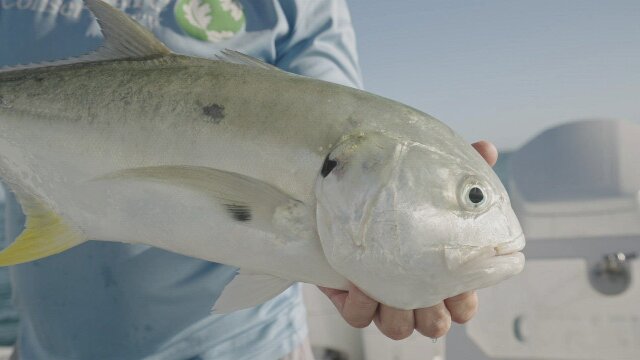 Watch The Fish Guyz Gulf Expedition, Part 1 S6 E4 | DIRECTV