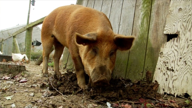 Watch Animal Science Animals on the Farm S1 E13 | DIRECTV.