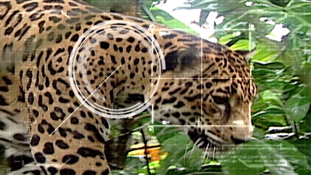 Watch Animal Science Primarily Primates S1 E5 | TV Shows | DIRECTV