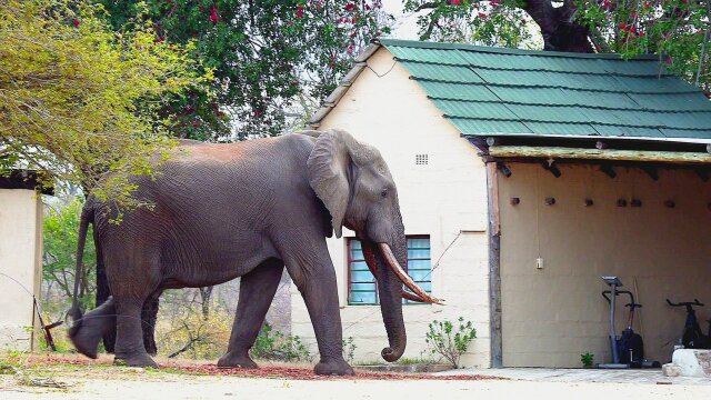 Watch Mysterious Creatures With Forrest Galante Full Movie on DIRECTV