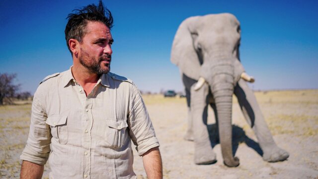 Watch Walking with Elephants Man vs. Elephant S1 E2 | DIRECTV
