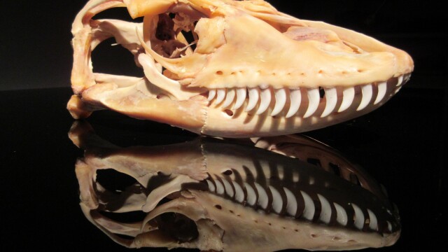 Watch Mysteries at the Museum Lancelot the Unicorn, Prohibition Man ...