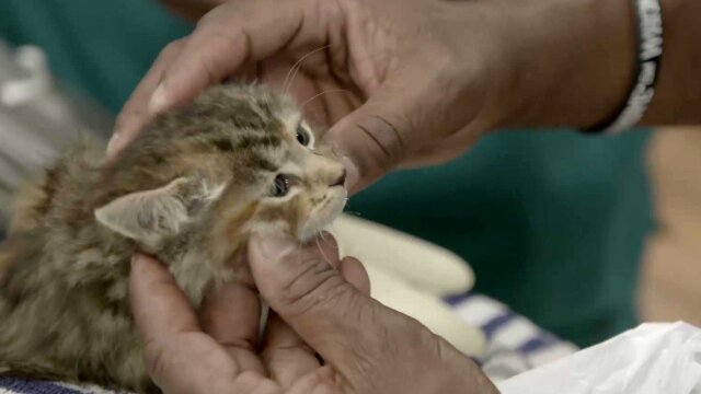 Watch Critter Fixers: Country Vets Cat-astrophe S3 E6 | DIRECTV