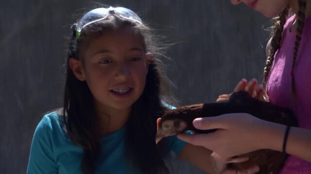 Watch SciGirls Gallinas de Ciudad/City Chickens S4 E2 | DIRECTV.