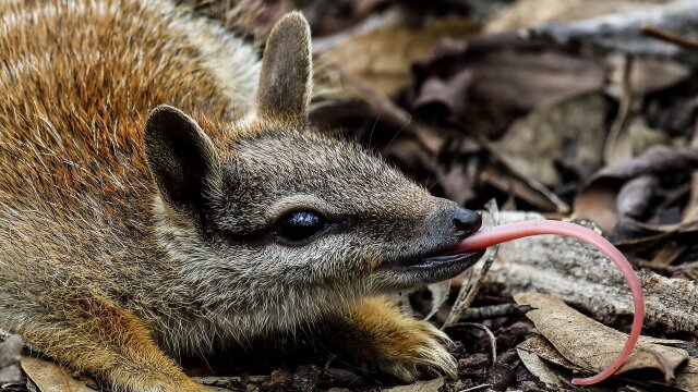 Watch Magical Land of Oz Land S1 E2 | DIRECTV.