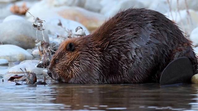 Watch Mutual of Omaha's Wild Kingdom Protecting the Wild Eager Beavers ...