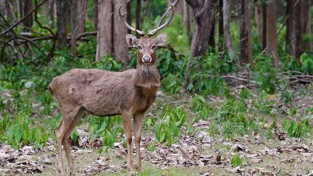 Watch Disney Animals Woods S4 E6 | TV Shows | DIRECTV