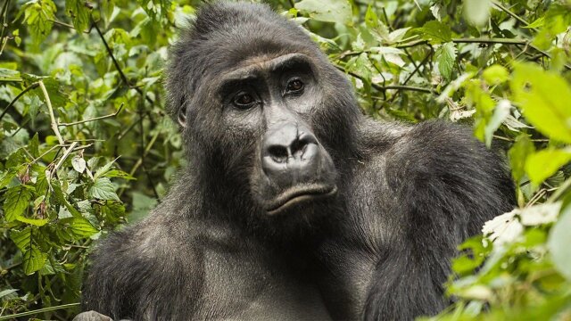 Watch The Earthshot Prize Repairing Our Planet: Protect and Restore ...