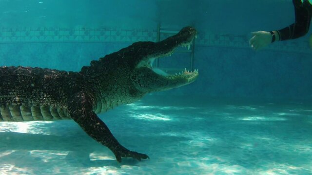 Watch Gator Boys Scared Snakeless S3 E5 | DIRECTV