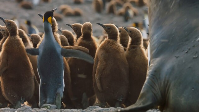 Watch Seven Worlds, One Planet Full Movie on DIRECTV