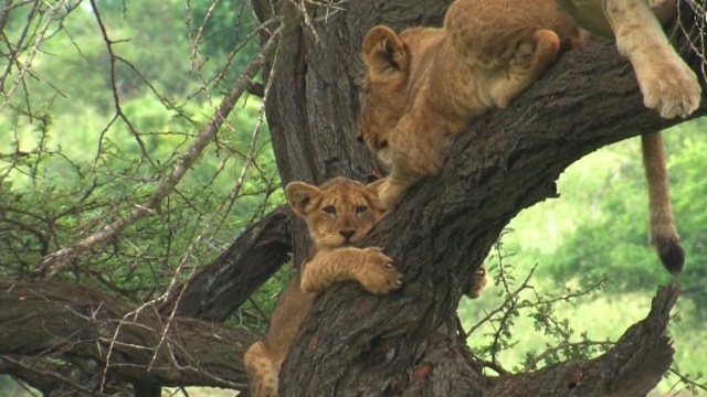 Watch Earth Odyssey With Dylan Dreyer Getting Social In The Savanna S6 5531