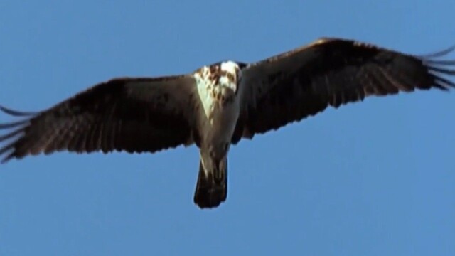 Watch Animal Battlegrounds Coast S1 E9 | TV Shows | DIRECTV