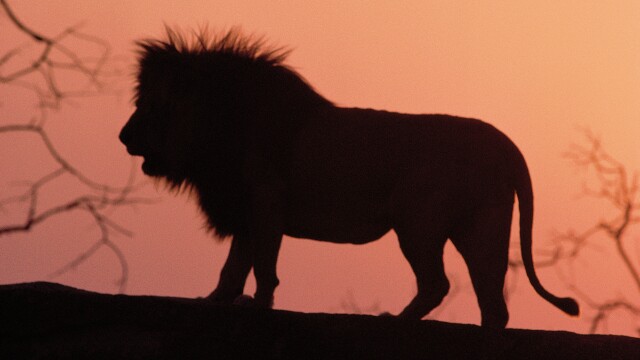 Watch Animal Battlegrounds Light and Dark S1 E11 | TV Shows | DIRECTV