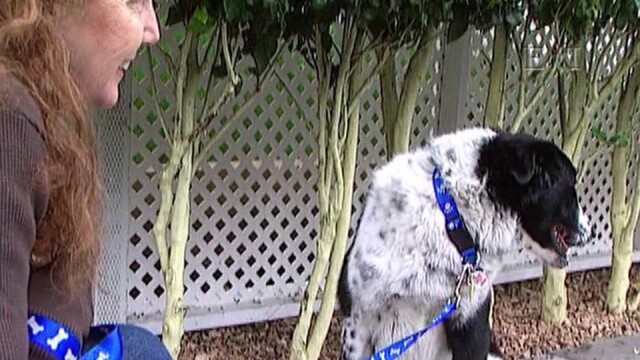 Watch Dog Tales Dog Tales S9 E22 | TV Shows | DIRECTV