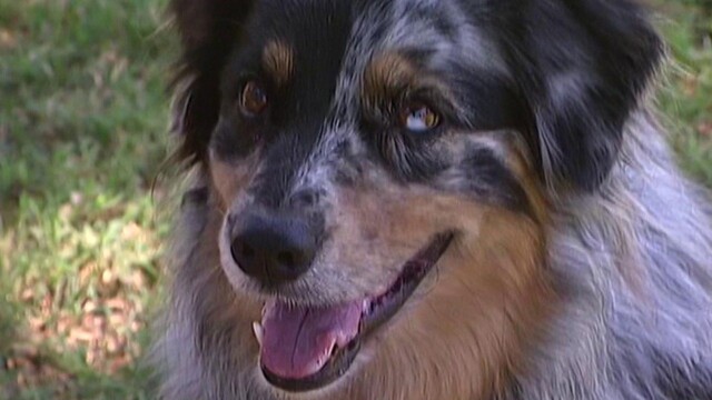 Watch Dog Tales Dog Tales S10 E2 | TV Shows | DIRECTV