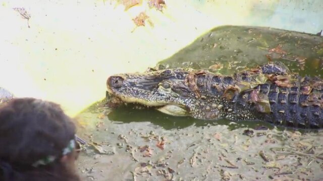 Watch Billy the Exterminator Later, Alligator S7 E9 | TV Shows | DIRECTV