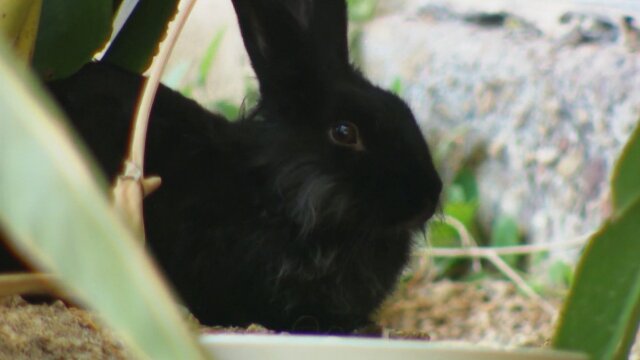 Watch Animal Cops: Phoenix Run Rabbit Run S20 E1 | TV Shows | DIRECTV