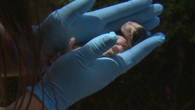 Watch Animal Cops: Phoenix Puppies in a Pipe S20 E4 | TV Shows | DIRECTV