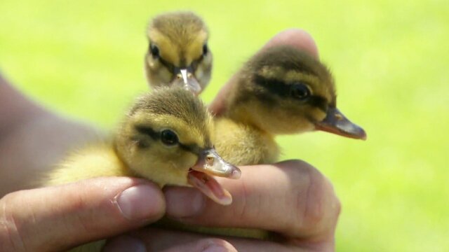 Watch Animal Cops: Phoenix Canal Dog Rescue S20 E7 | TV Shows | DIRECTV