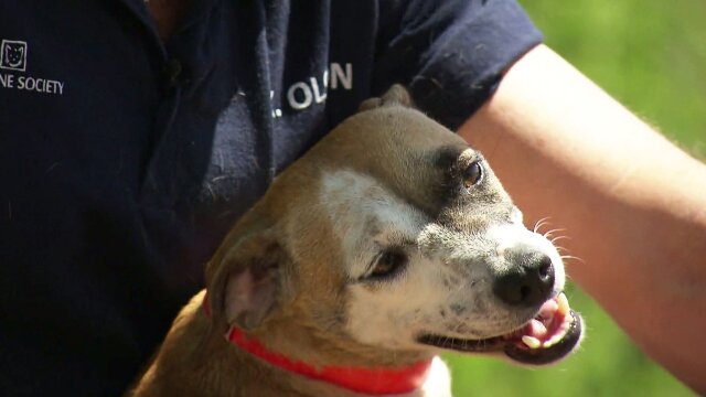 Watch Animal Cops: Phoenix Cop Cat S20 E8 | TV Shows | DIRECTV