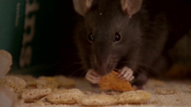 Watch Life After People Crypt of Civilization S2 E3 | TV Shows | DIRECTV