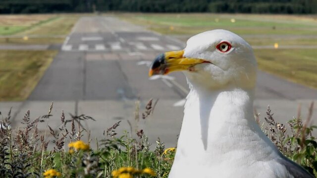 Watch Life After People Sky's the Limit S2 E8 | TV Shows | DIRECTV