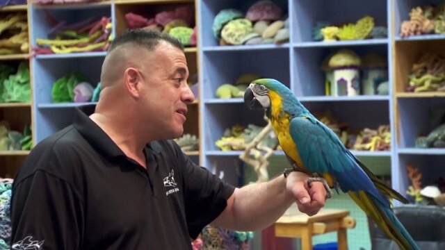 Watch Tanked The Fast and the Fishiest S14 E9 | TV Shows | DIRECTV