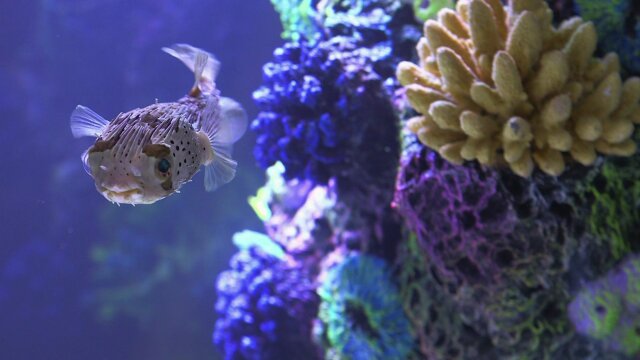 Watch Tanked Urijah Faber's Ultimate Fish Tank S14 E15 | TV Shows | DIRECTV