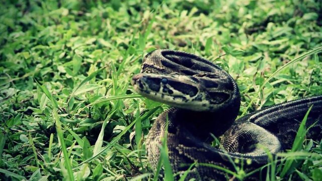 Watch Swamp Wars Deadly Reptile Mix S3 E5 | TV Shows | DIRECTV