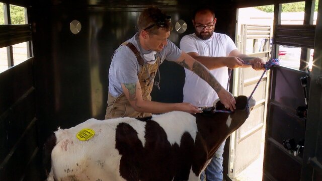 Watch The Incredible Dr. Pol The Magic Touch S19 E1 | TV Shows | DIRECTV