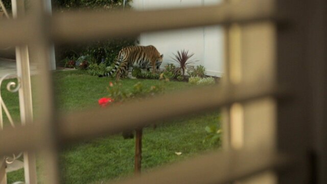 Watch Outrageous 911 Tiger in My Backyard S2014 E10 | TV Shows | DIRECTV