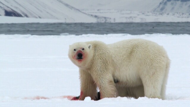 Watch Predators Up Close Polar Bears S1 E3 | TV Shows | DIRECTV