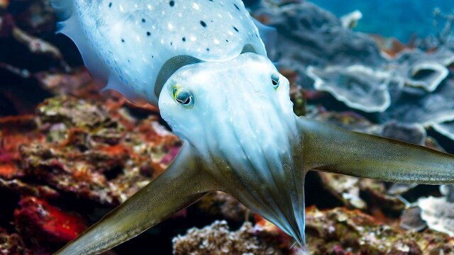 Watch Planet Earth: Blue Planet II Coral Reefs S2 Eundefined | TV Shows ...