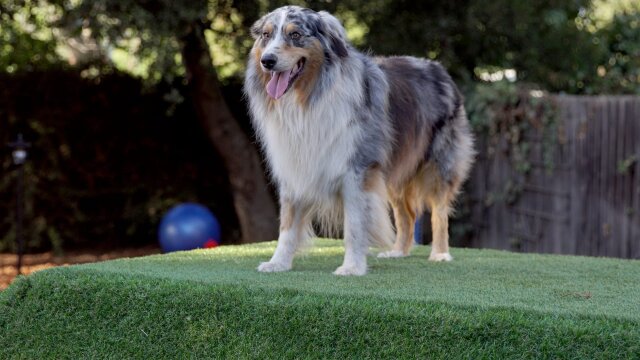 Watch Animal Cribs Dog Town, USA S2 E1 | TV Shows | DIRECTV