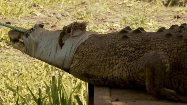 Watch Monster Croc Wrangler Croc Out of Water S4 E7 | TV Shows | DIRECTV