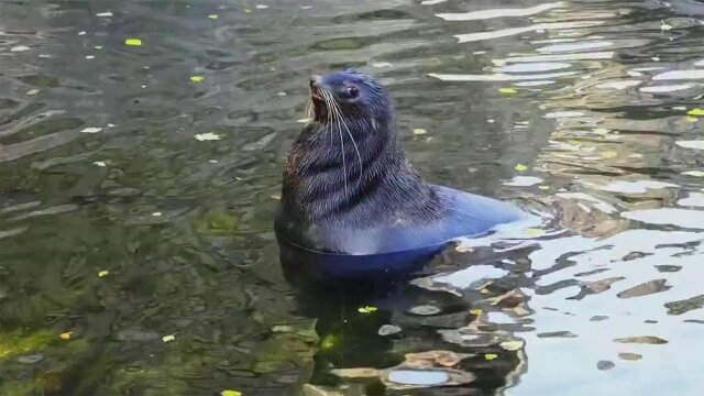 Watch Extinct or Alive The Caribbean Monk Seal S2 E11 | TV Shows | DIRECTV