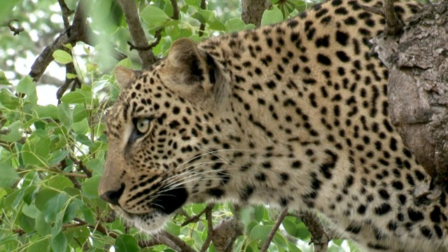 Watch Earth Odyssey With Dylan Dreyer Astonishing Africa S5 E23 | TV ...