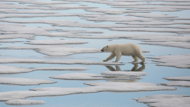 Watch Hostile Planet Polar S1 E6 | TV Shows | DIRECTV