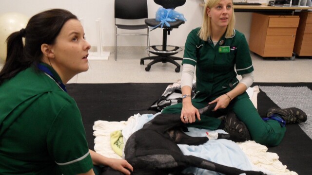 Watch Animal ER Difficult to Breathe S1 E2 | TV Shows | DIRECTV