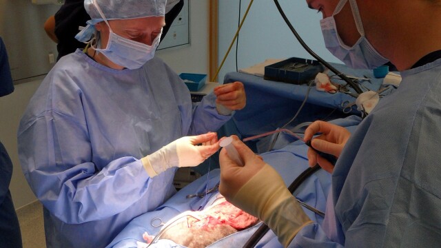 Watch Animal ER Unhappy Pet, Unhappy Owner S1 E5 | TV Shows | DIRECTV