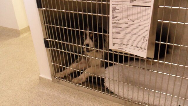 Watch Animal ER Running a High Risk S1 E7 | TV Shows | DIRECTV