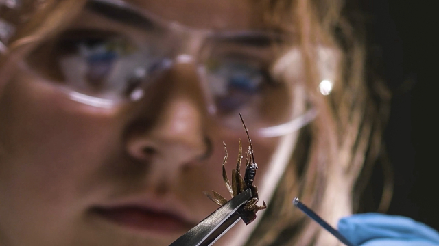 Watch Forensic Files II True Bugs S4 E8 | TV Shows | DIRECTV