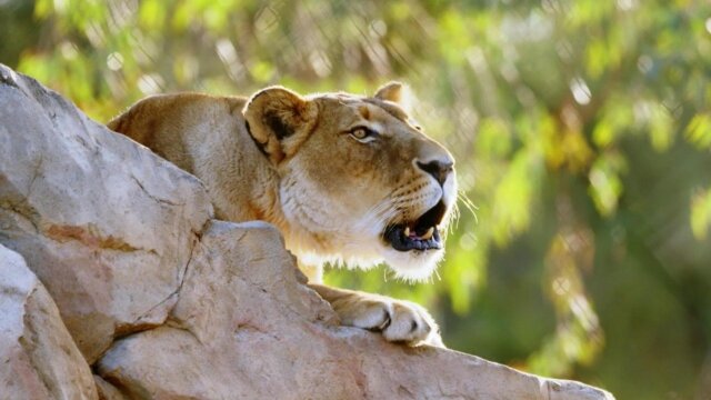 Watch Secrets of the Zoo: Down Under Battle of the Bellows S2 ...