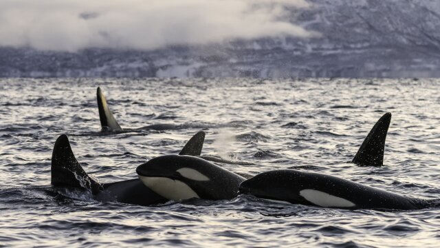 Watch Chasing Ocean Giants Killer Whales of Norway S1 E8 | TV Shows ...