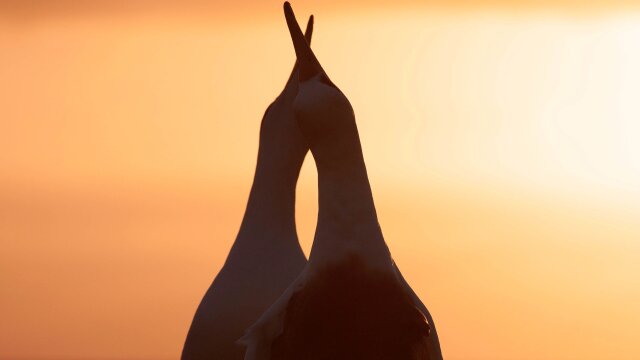 Watch The Mating Game Against All Odds S1 E5 | TV Shows | DIRECTV