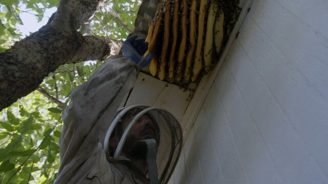Watch Bee Czar Bee the Tree S1 E2 | TV Shows | DIRECTV