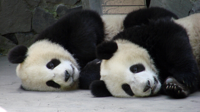 Watch Pandamonium Mei Sheng's Tale S1 E3 | TV Shows | DIRECTV