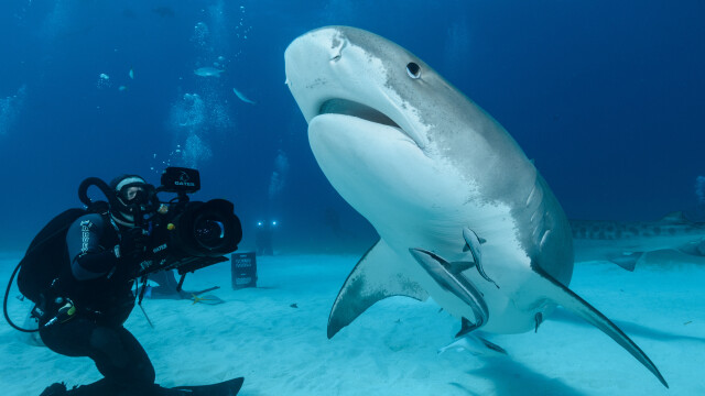 Watch Blue World Blue World S0 Eundefined with MyFree DIRECTV.