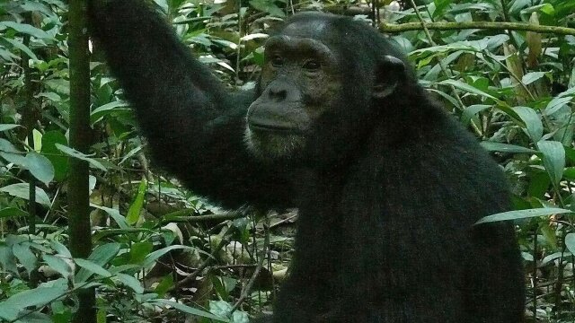 Watch Going Ape Fighting to Save a Life S2 E9 | TV Shows | DIRECTV